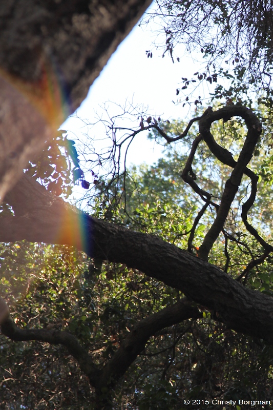January 3, 2015 Heart branch along the Rainforest Trail in Fryman ...