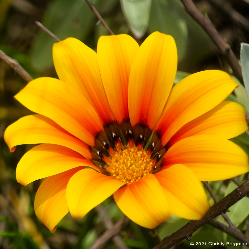 April 11, 2021 Wildflower along a walk at the Tujunga Wash Greenway and ...