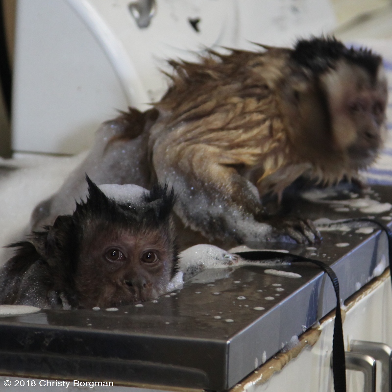 May 26, 2018 Capuchin monkeys bath time at Animal Tracks in Agua Dulce ...