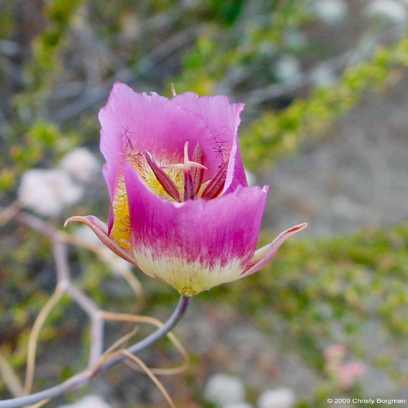 June 10, 2009 Plummer’s Mariposa Lily at Runyon Canyon in Hollywood ...